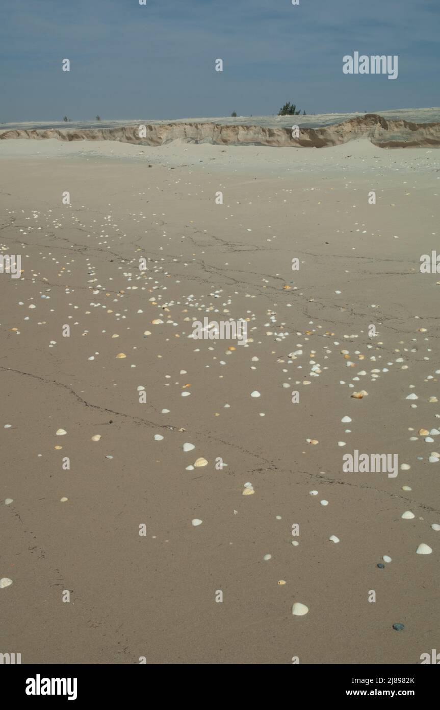Shells on the sand of a beach. Langue de Barbarie National Park. Saint ...