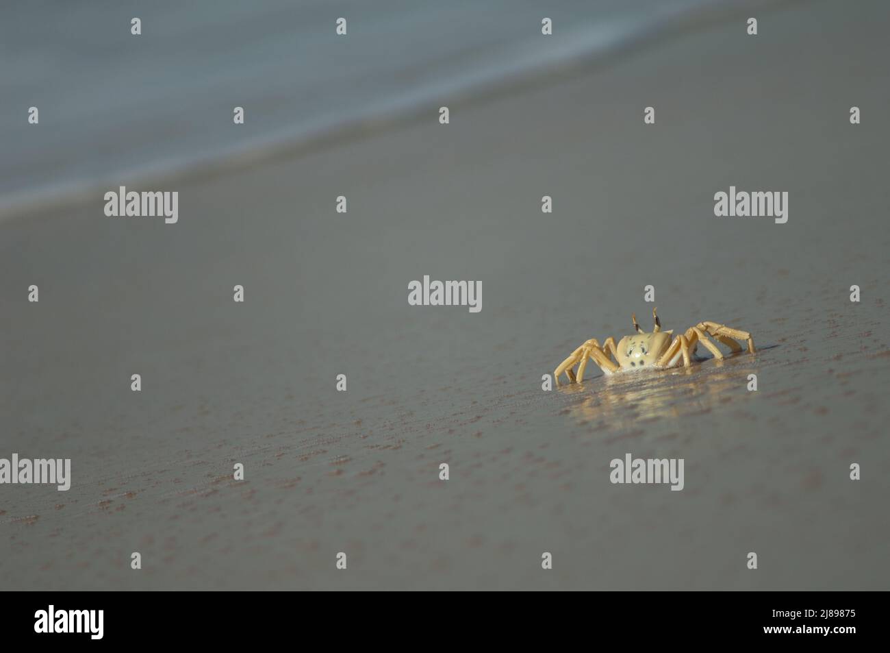 Ghost crab on a beach. Langue de Barbarie National Park. Saint-Louis ...
