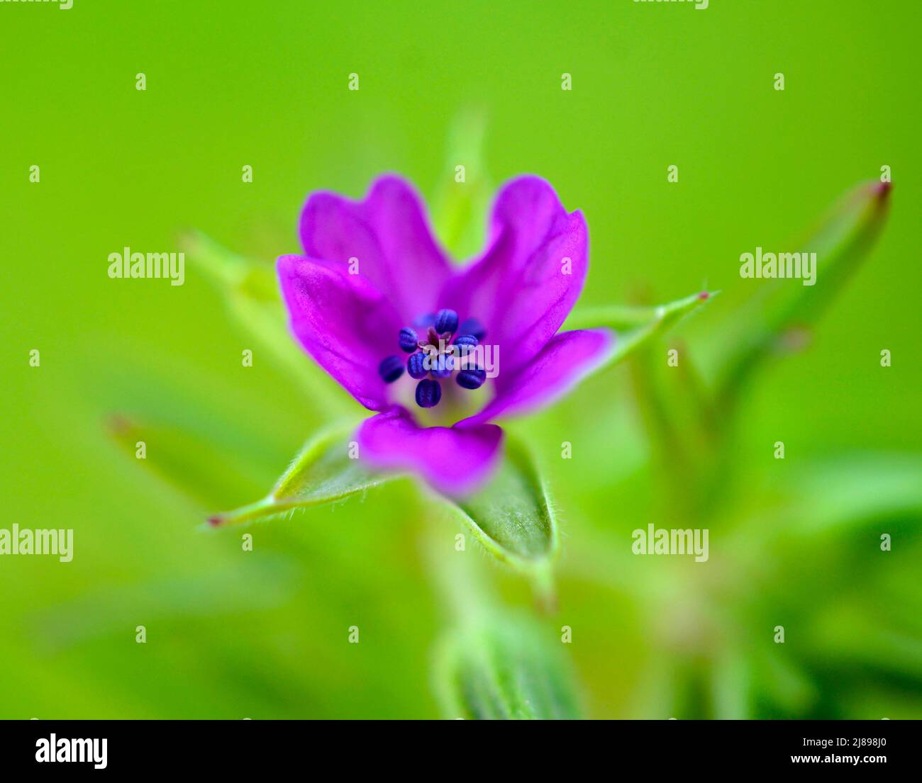 Close-up of a single purple flower of geranium dissectum, cut leaved ...