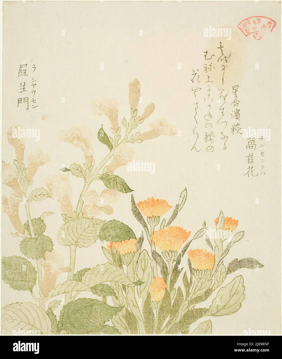 Marigold (Kinsenka) and Rashomon Flowers, from the series "Collection ...