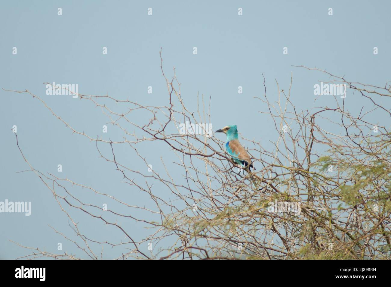 Abyssinian acacia tree hi-res stock photography and images - Alamy