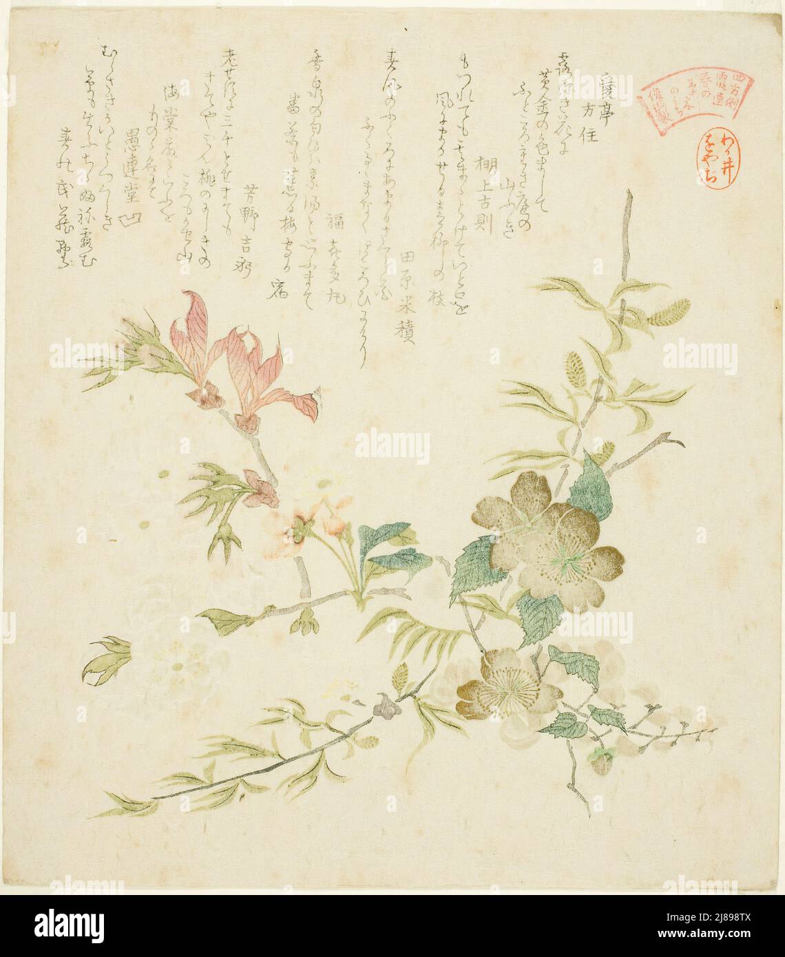 Various Spring Flowers, from the series "Springtime Plants and Trees ...