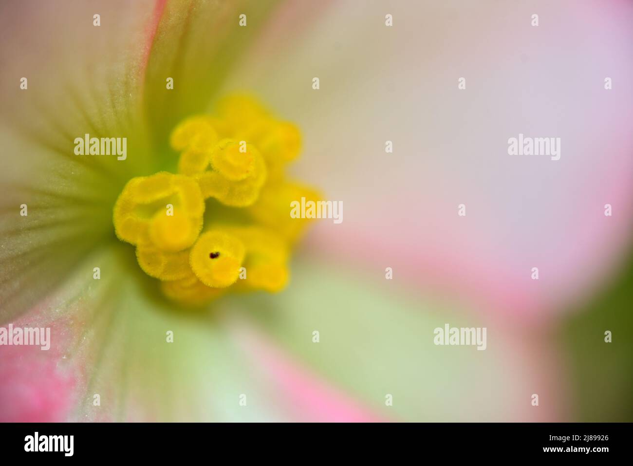 Rose picotee begonia hi-res stock photography and images - Alamy
