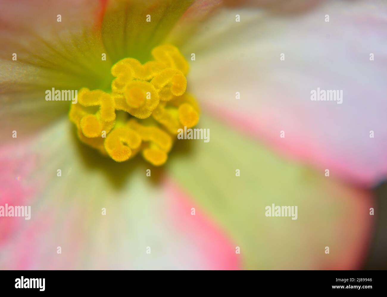 Rose picotee begonia hi-res stock photography and images - Alamy