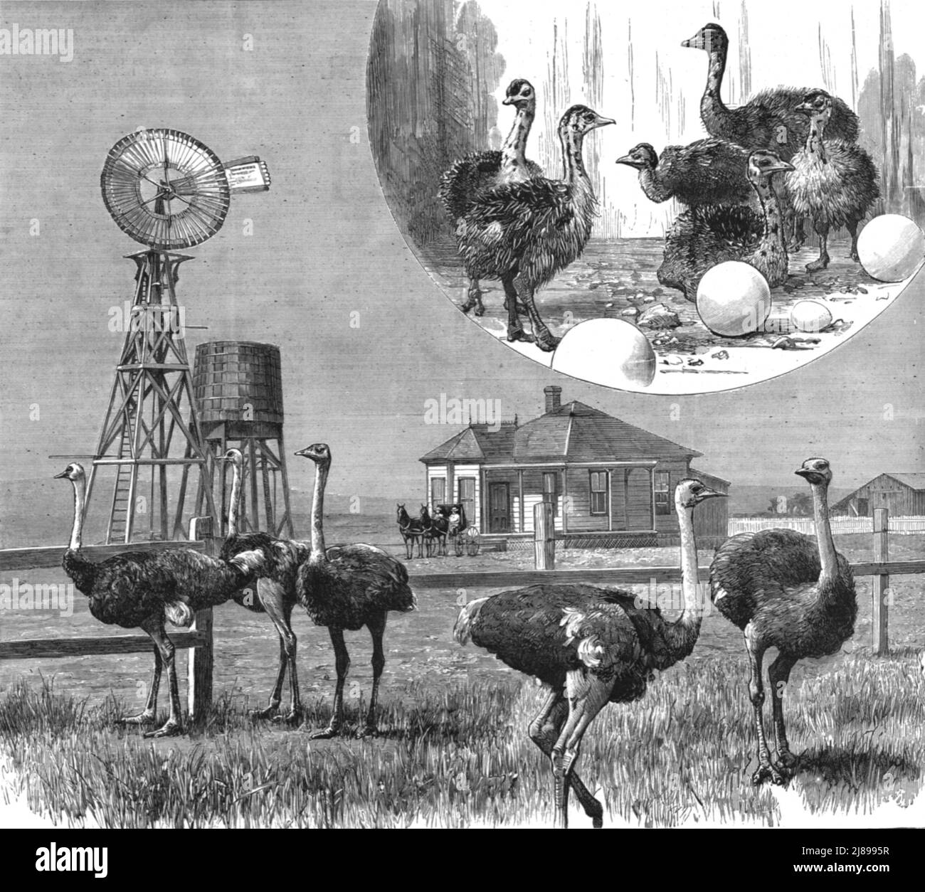 American ostrich farming Black and White Stock Photos & Images - Alamy