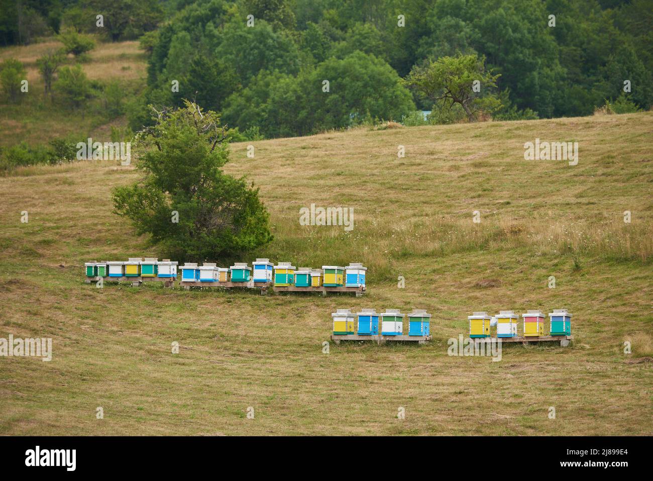 Beehive field hi-res stock photography and images - Alamy