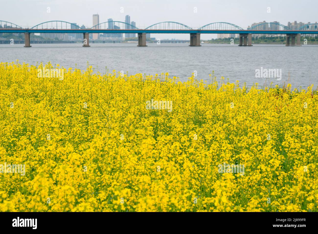 Yellow rape flower field and Dongjak bridge at Banpo Han river park ...