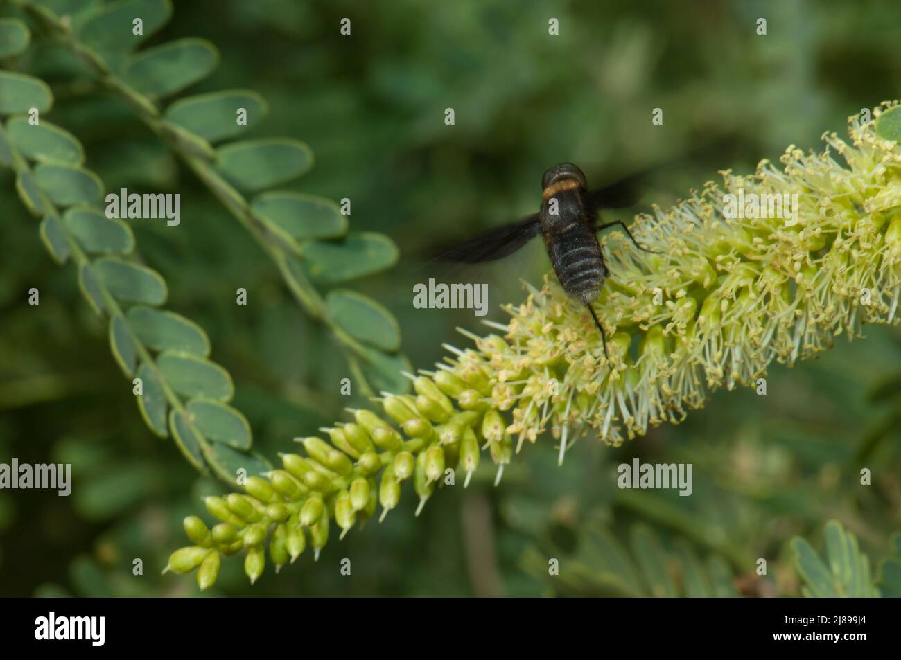 Fly on a flower of gum acacia Senegalia senegal. Langue de Barbarie ...