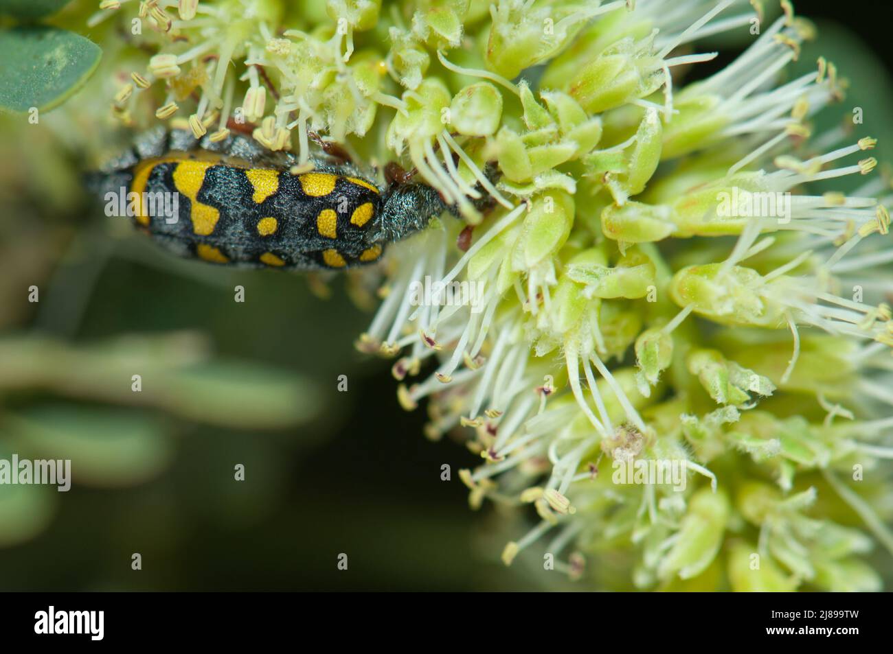 Blister beetle Hycleus sp feeding on a flower of gum acacia Senegalia ...