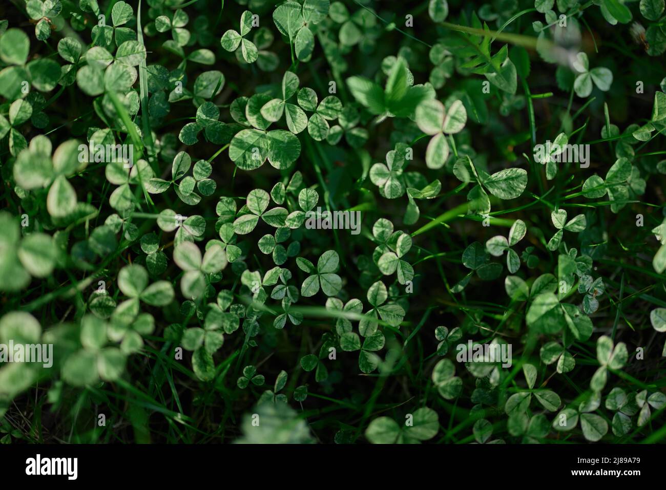Fresh green leaves of clover grass and micro clover for lawn in the ...