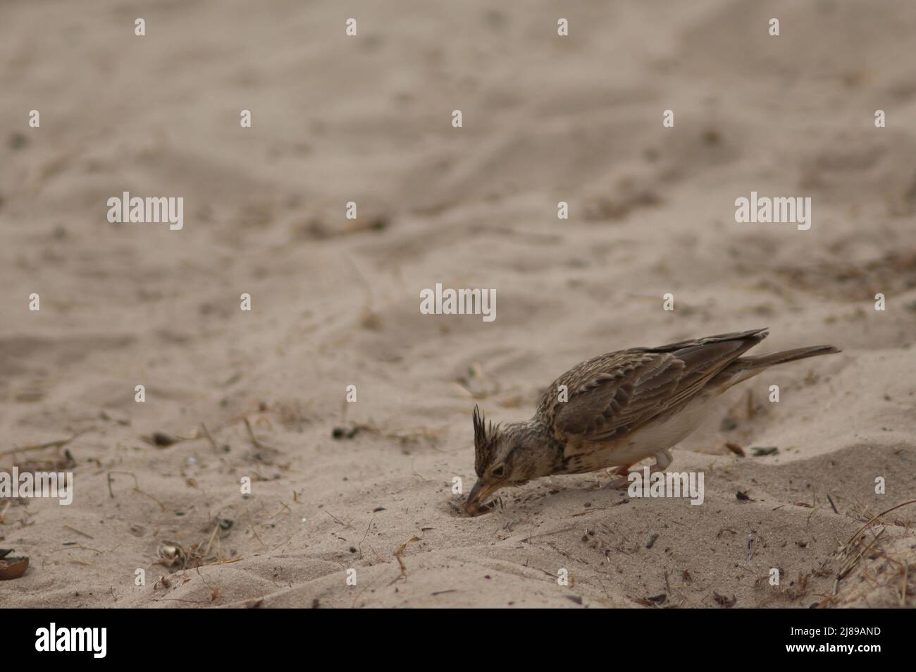 Senegal crested lark hi-res stock photography and images - Alamy