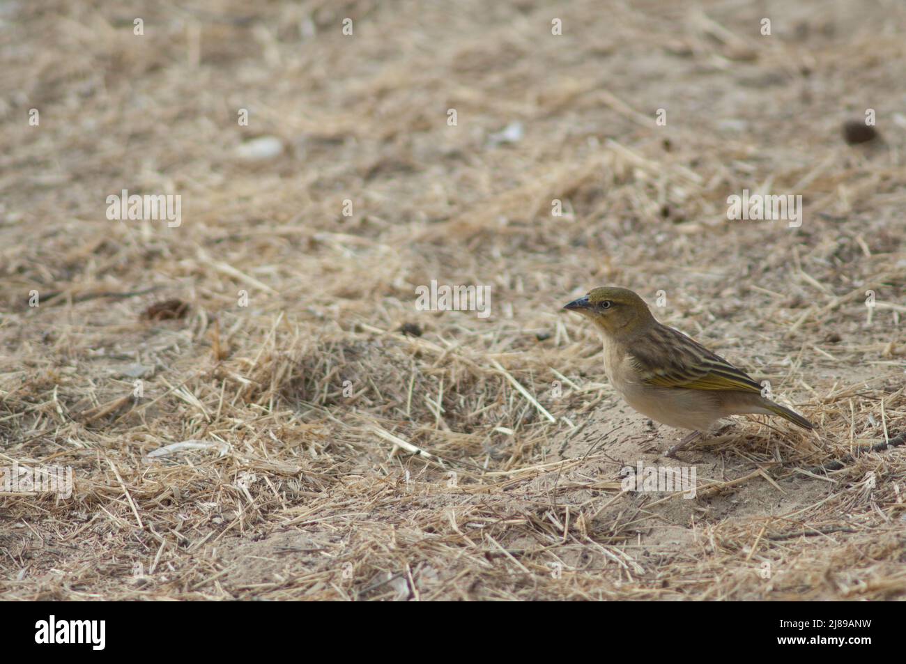Female black-headed weaver Ploceus melanocephalus. Langue de Barbarie ...