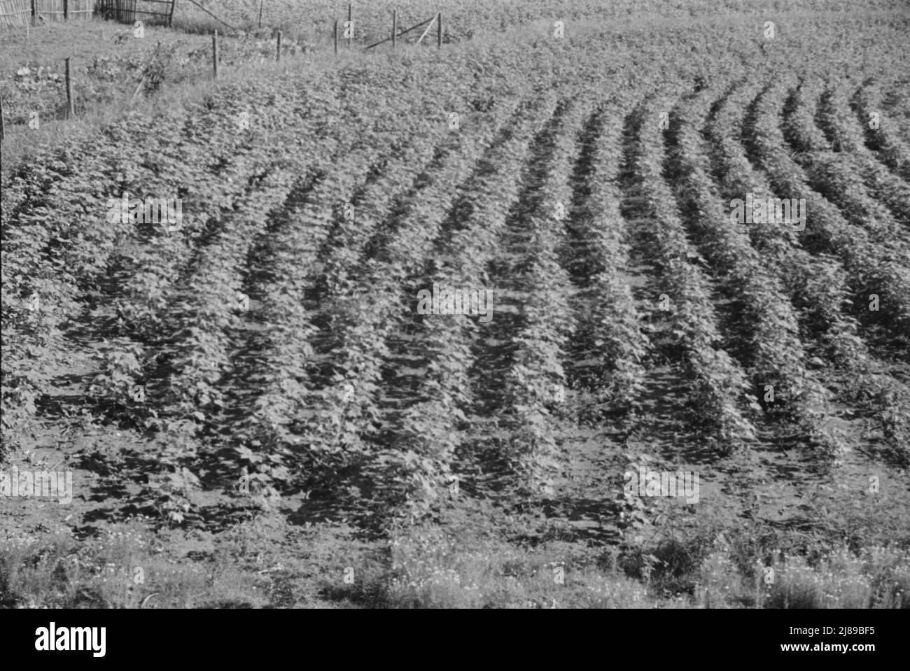 1930s united states garden in Black and White Stock Photos & Images - Alamy