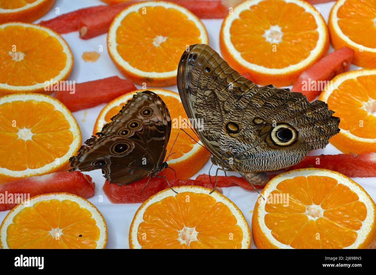 Fruit eating butterflies hi-res stock photography and images - Alamy