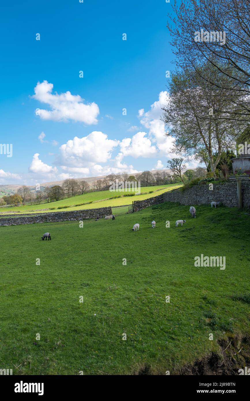 Sheep grazing in green pasture in the Cumbrian Dales Stock Photo - Alamy