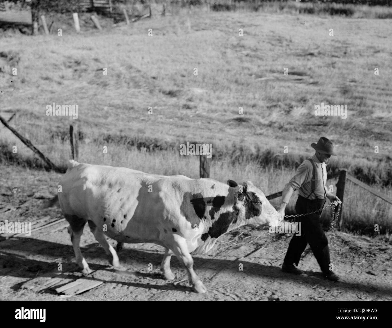 Still cows Black and White Stock Photos & Images - Alamy