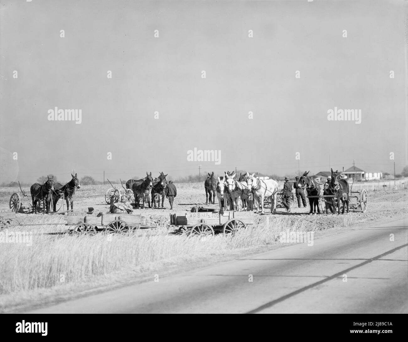 Mule teams Black and White Stock Photos & Images - Alamy