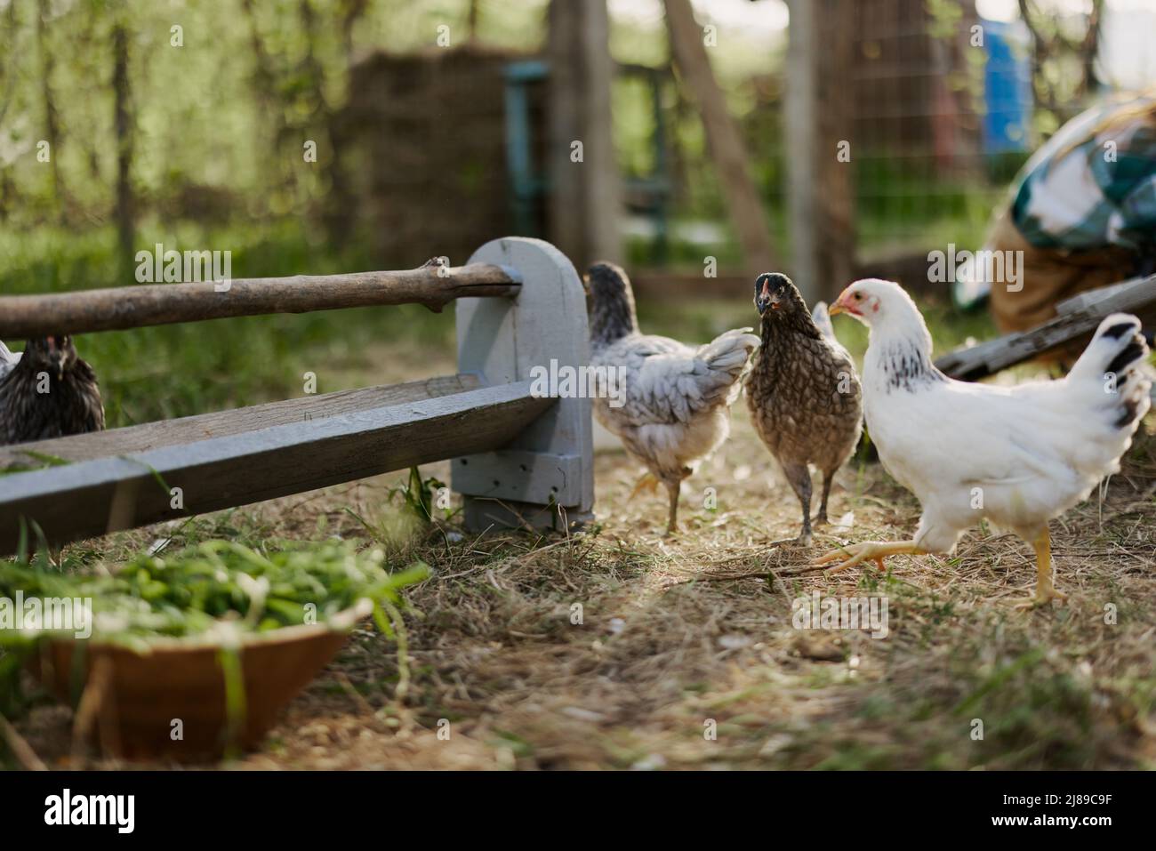Young healthy chickens go from feeders at the farm organic grass and ...