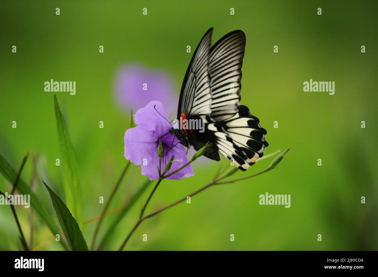 Beautiful butterfly flying hi-res stock photography and images - Alamy