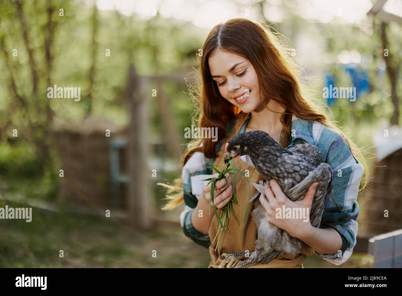 Farmer woman white chicken bird hi-res stock photography and images - Alamy