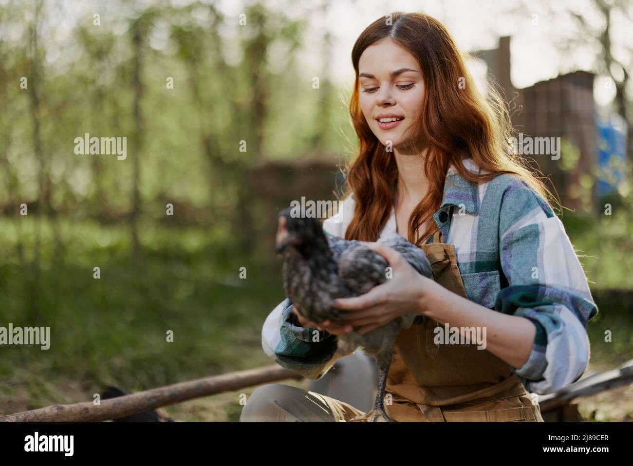 A woman with a smile takes care of a healthy chicken and holds a ...