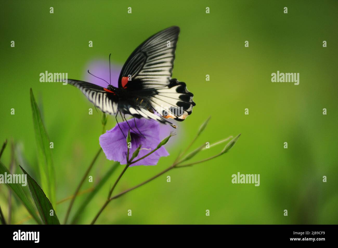 Beautiful butterfly flying hi-res stock photography and images - Alamy
