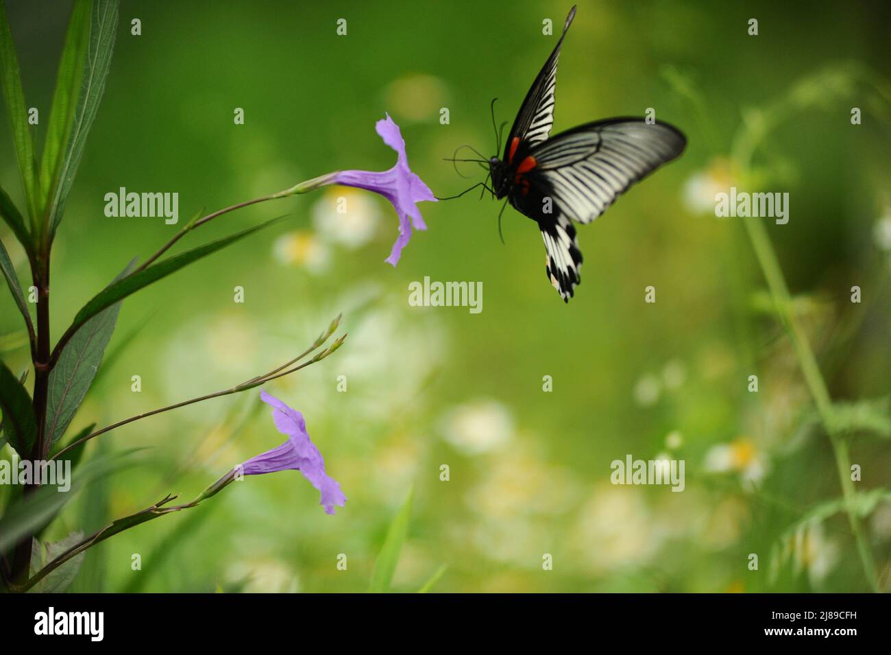 Beautiful butterfly flying hi-res stock photography and images - Alamy