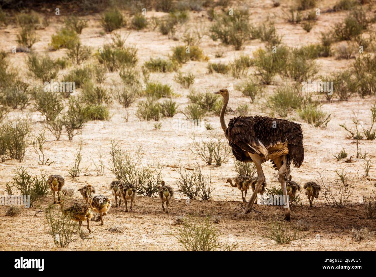 African Ostrich female with pack of chicks in Kgalagadi transfrontier ...