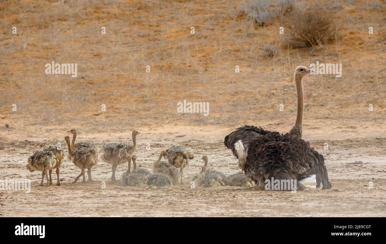 African ostrich group chicks mother hi-res stock photography and images ...