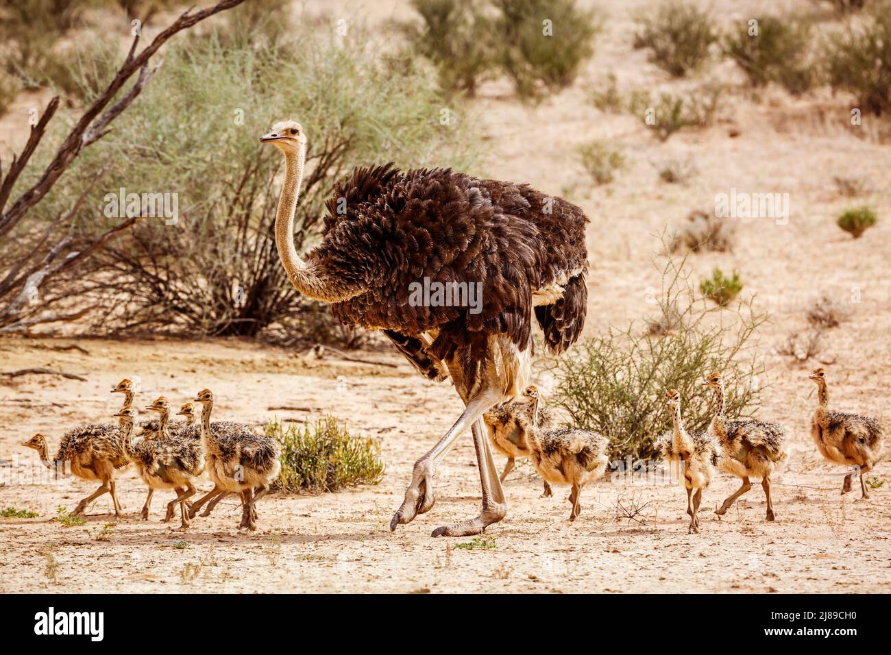 African Ostrich female with pack of chicks in Kgalagadi transfrontier ...