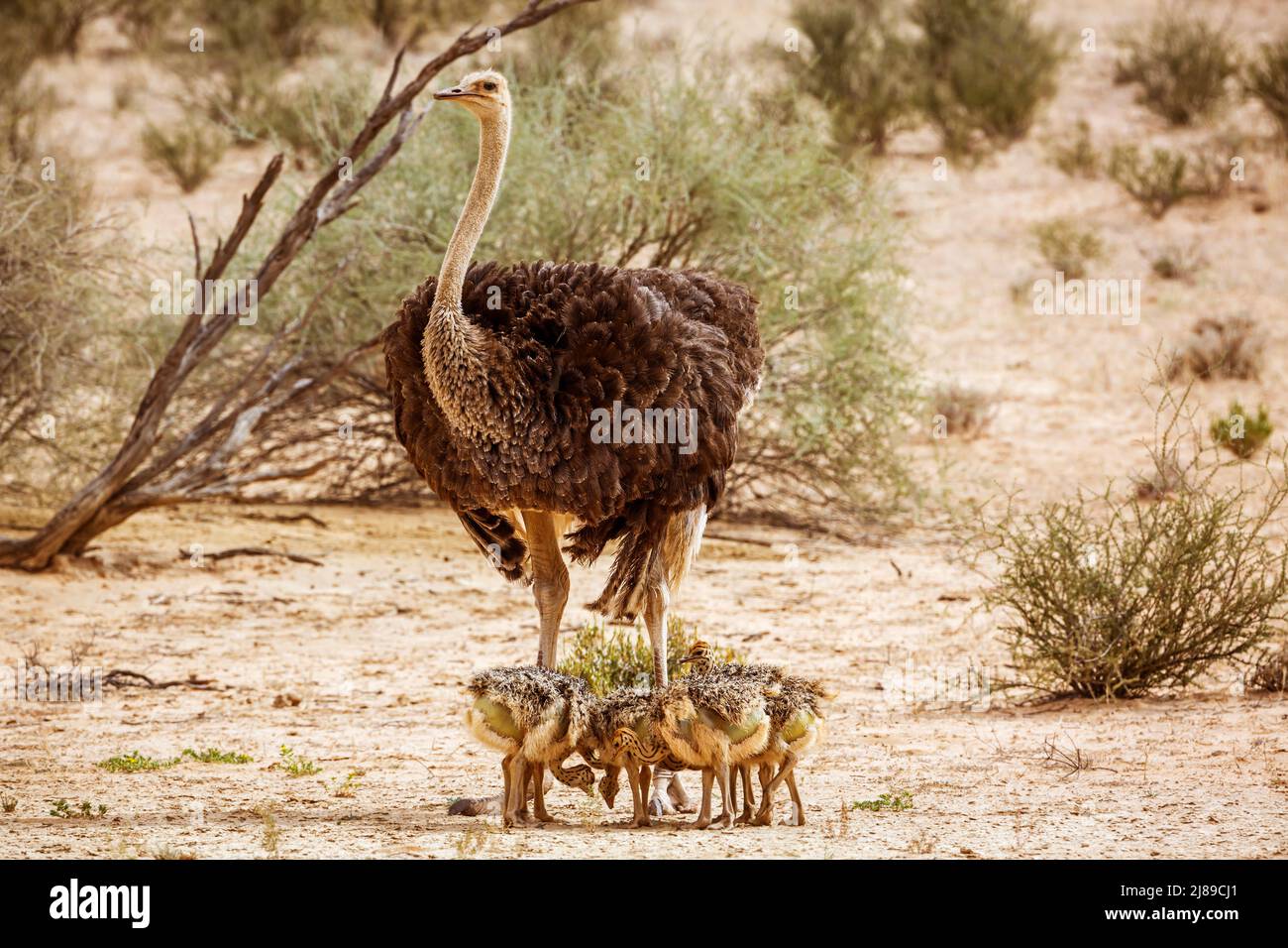 African Ostrich female with pack of chicks in Kgalagadi transfrontier ...