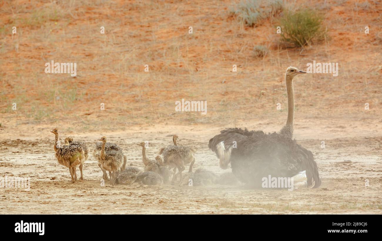 African Ostrich female with pack of chicks grooming in sand in ...