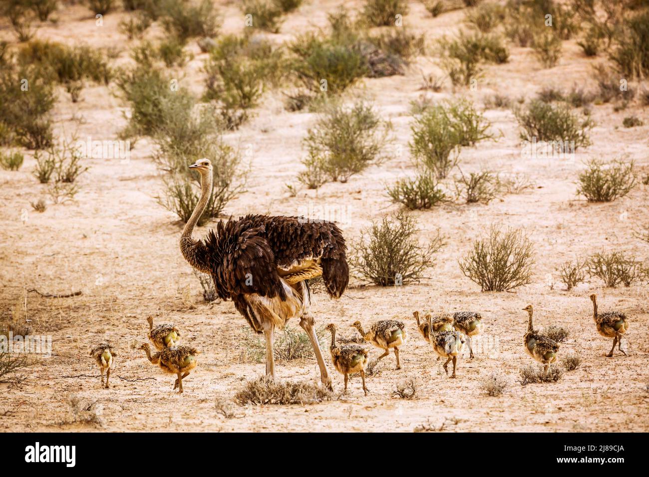African Ostrich female with pack of chicks in Kgalagadi transfrontier ...