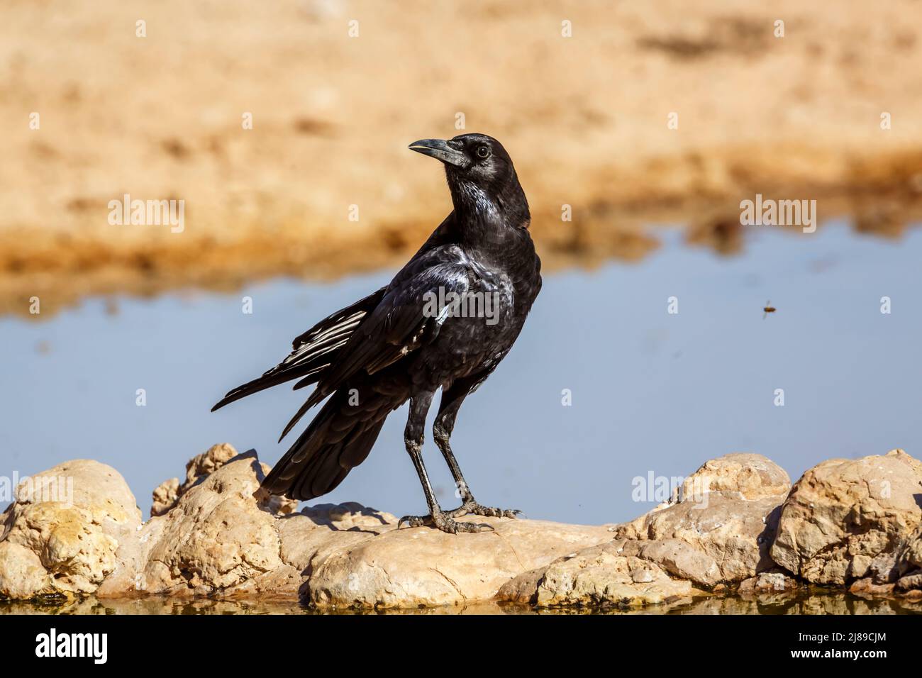 Cape Crow at waterhole in Kgalagadi transfrontier park, South Africa ...