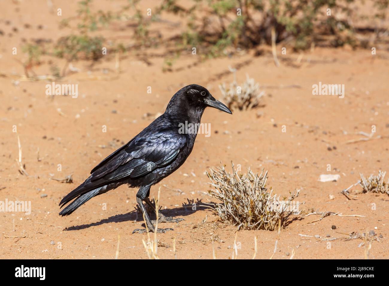 Cape Crow on sand ground in Kgalagadi transfrontier park, South Africa; specie Corvus capensis ...