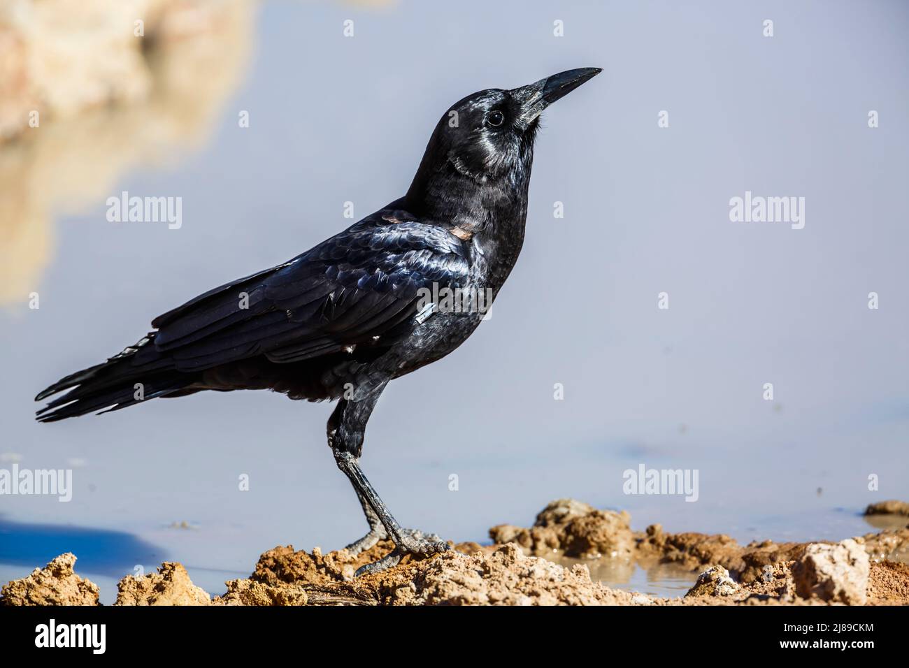 Cape Crow at waterhole isolated in blue background in Kgalagadi ...