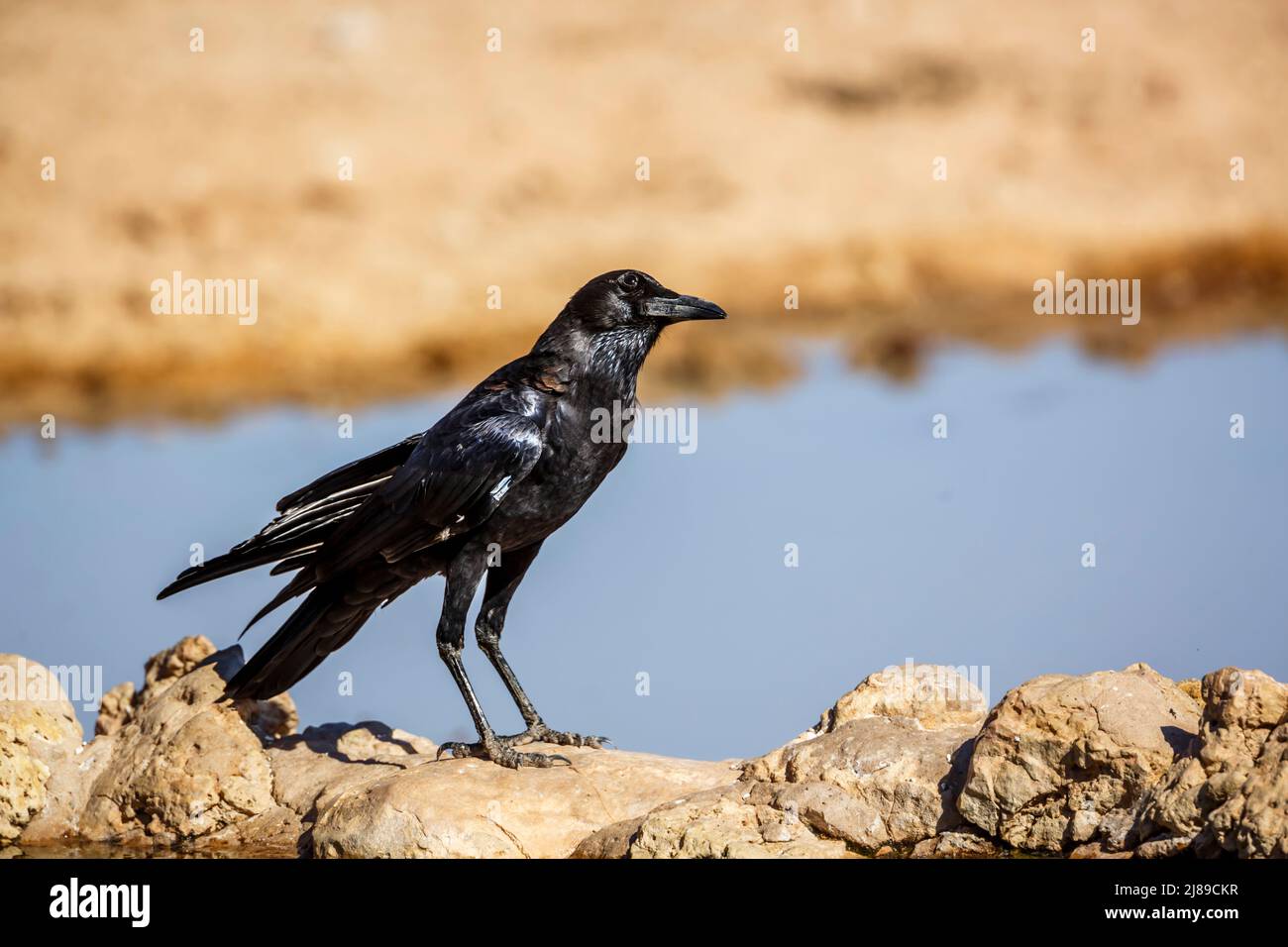 Cape Crow at waterhole in Kgalagadi transfrontier park, South Africa ...
