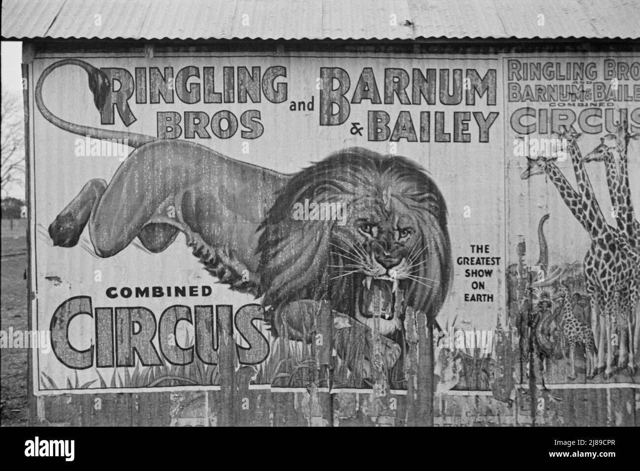 Circus ringling barnum bailey Black and White Stock Photos & Images - Alamy