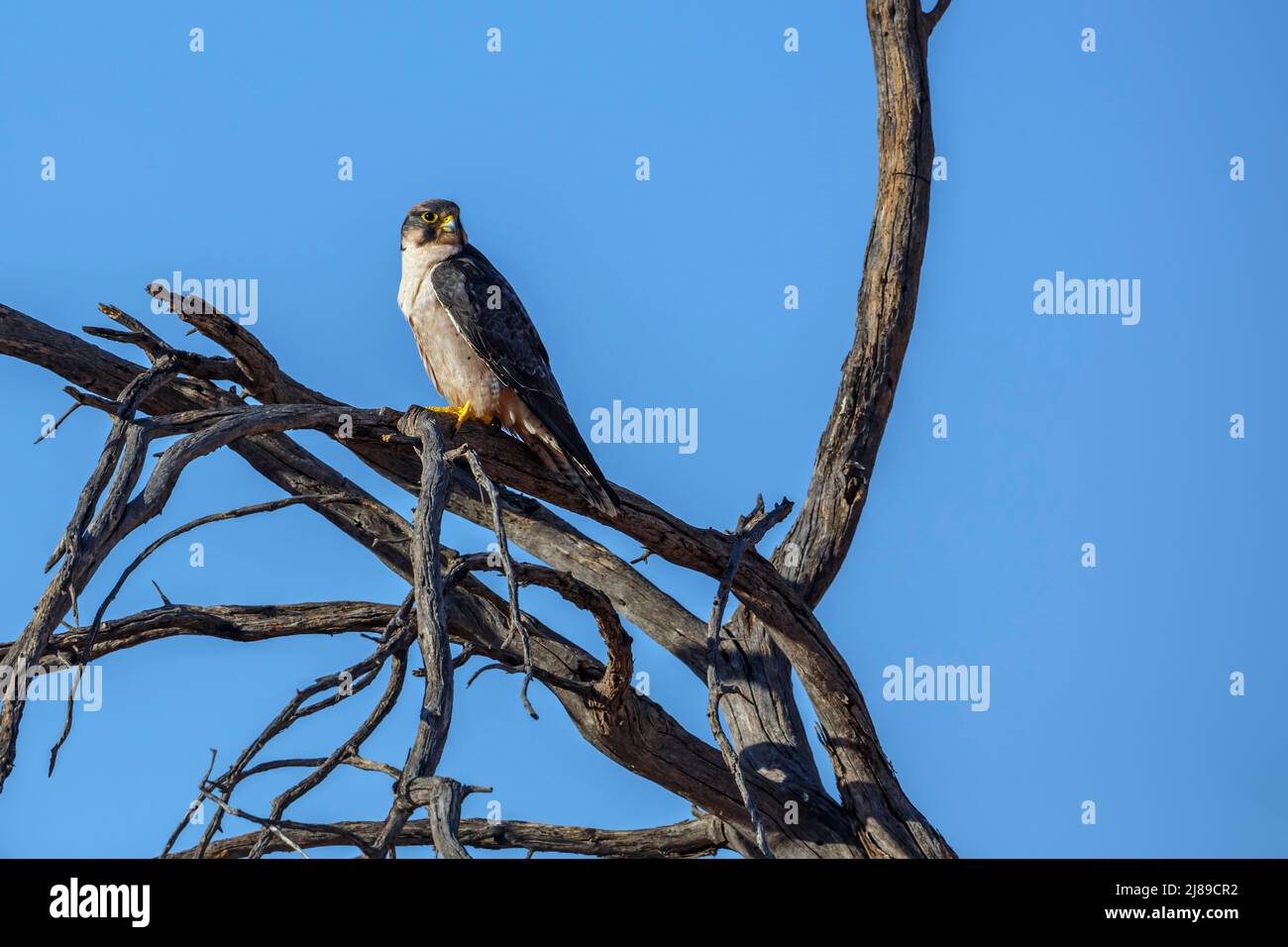 Lanner Falcon perching in branch isolated in blue sky in Kgalagadi ...