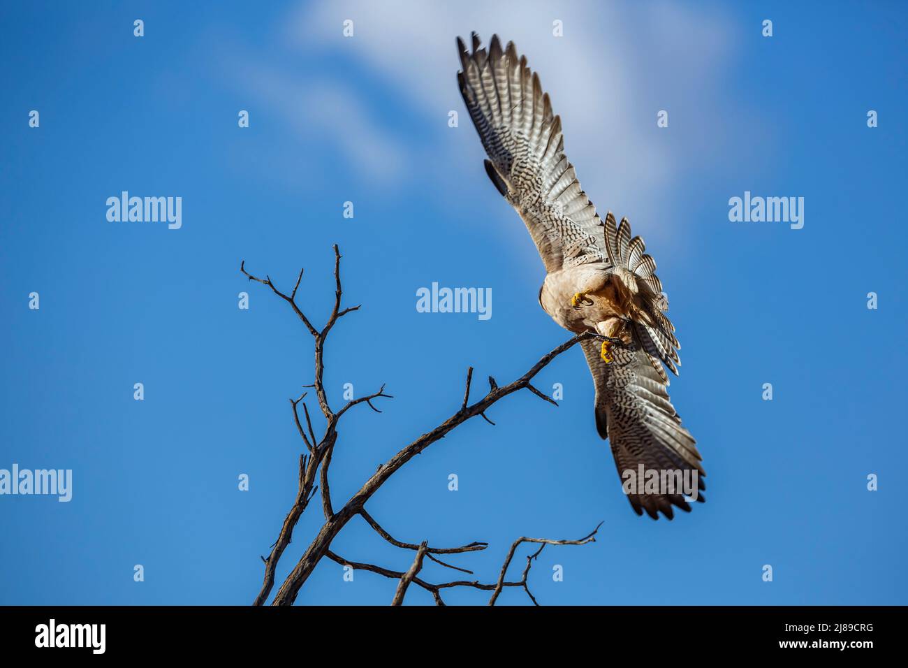 Lanner Falcon taking off spread wings isolated in blue sky in Kgalagadi ...