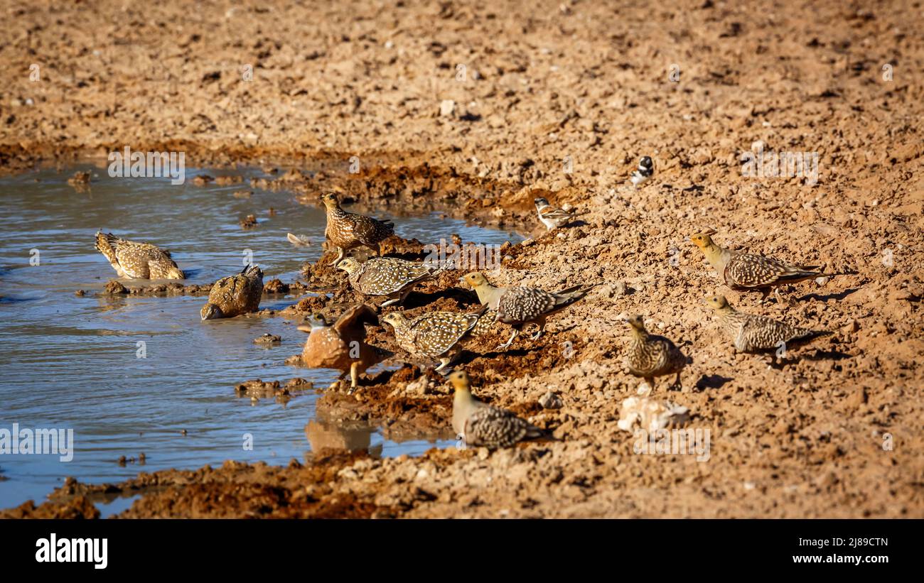 Namaqua national park animals hi-res stock photography and images - Alamy