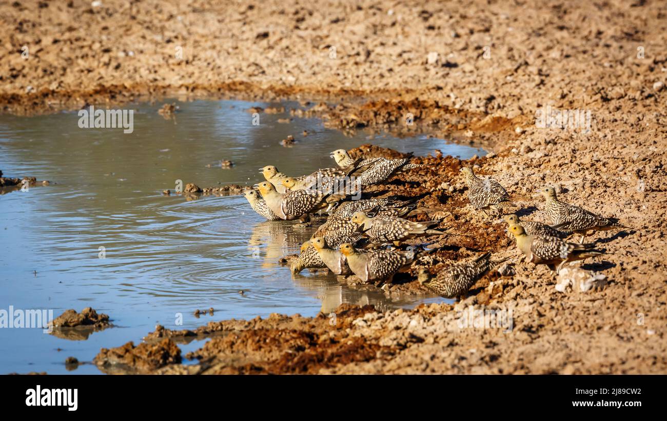 Namaqua national park animals hi-res stock photography and images - Alamy