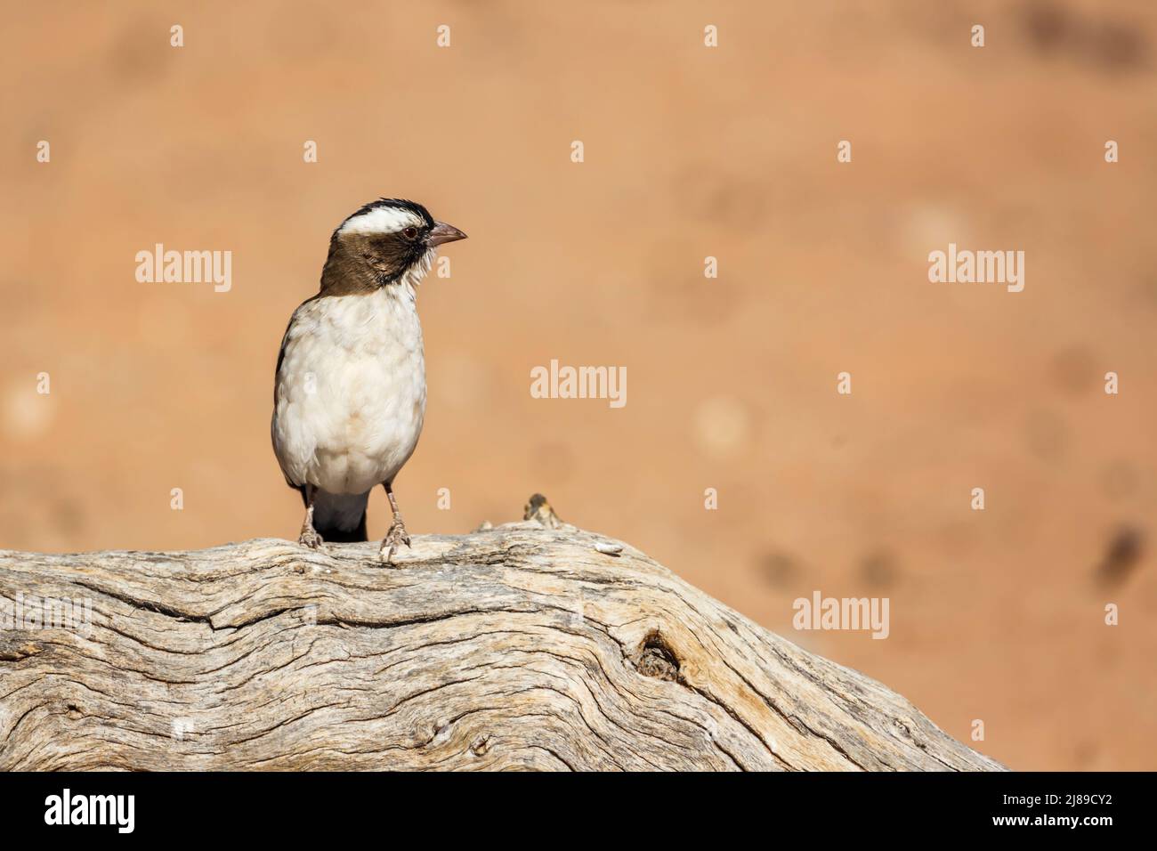 Sparrow family bird specie hi-res stock photography and images - Alamy