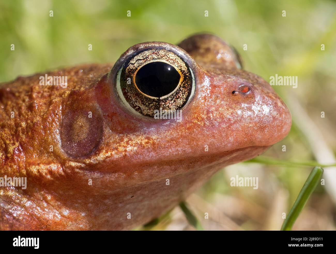 Eardrum hi-res stock photography and images - Alamy