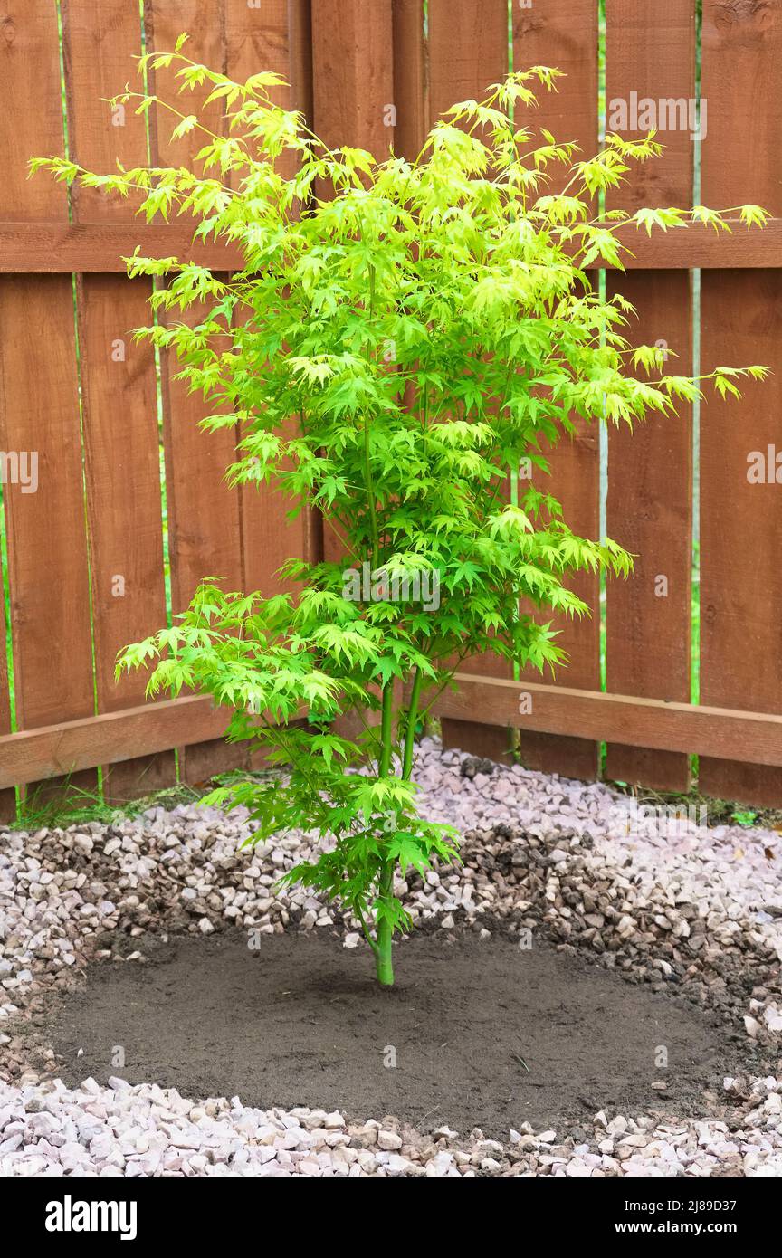 Maple tree during planting sequence in house garden Stock Photo - Alamy