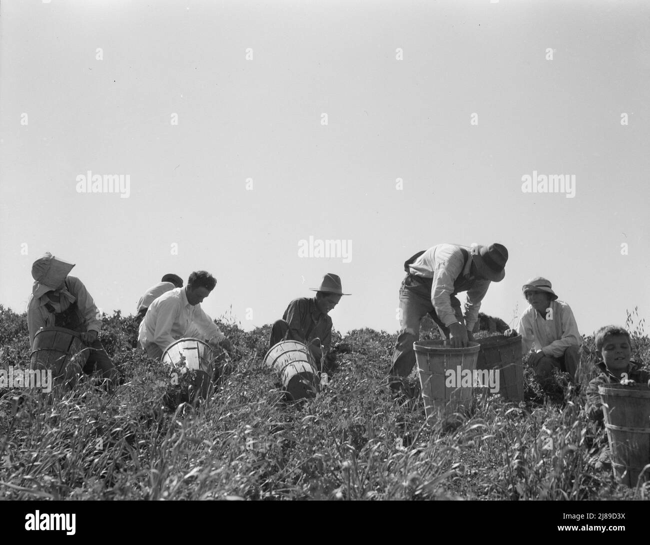 Pea pickers at work. San Luis Obispo County, California Stock Photo - Alamy