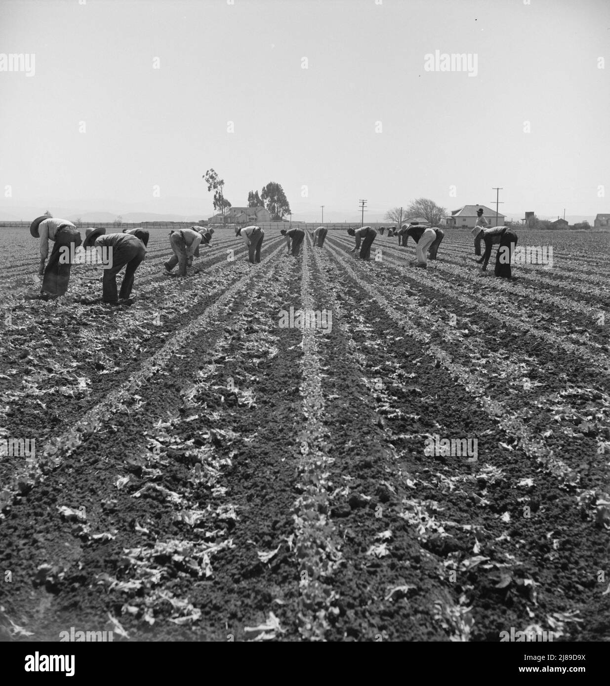 Farmworker california Black and White Stock Photos & Images - Alamy