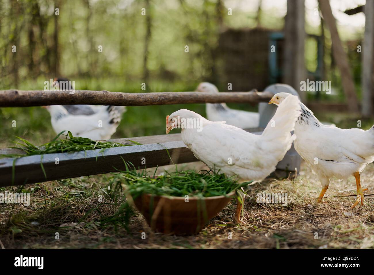 Young healthy chickens go from feeders at the farm organic grass and ...