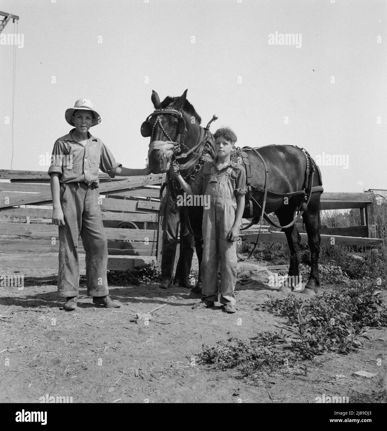 [Untitled, possibly related to: Hired man helps the farmers' oldest boy ...