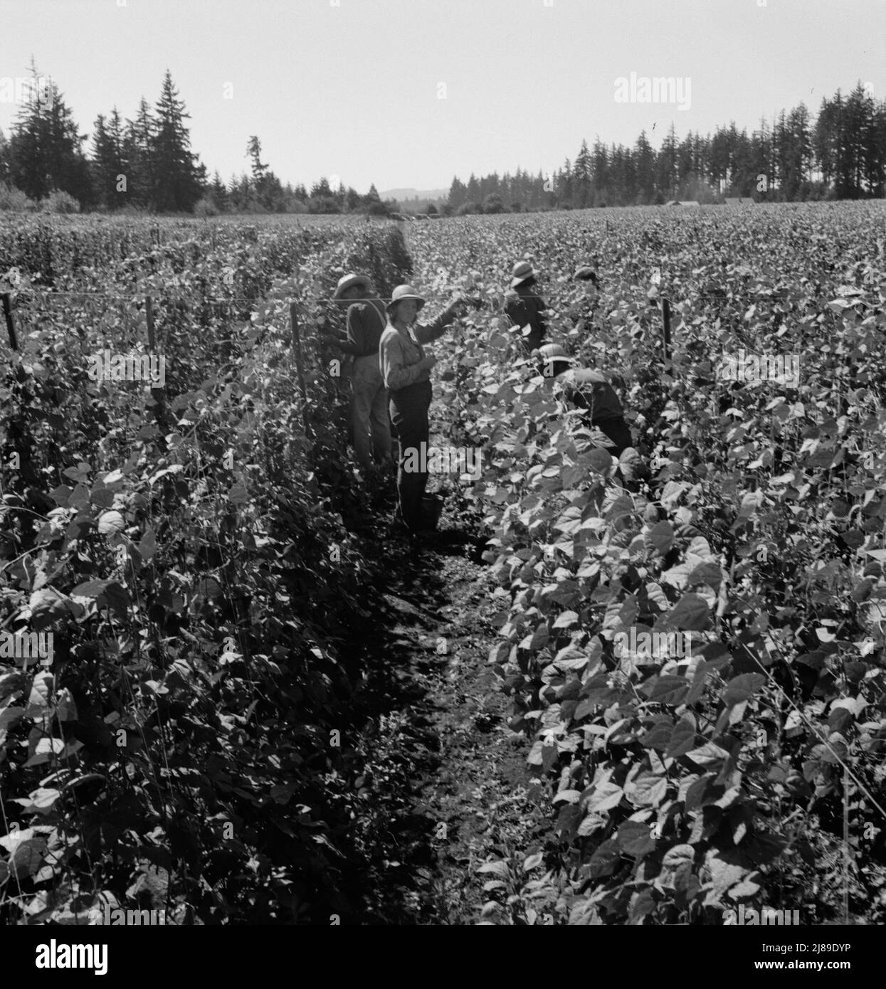 Oregon, Marion County, near West Stayton. Migrant pickers harvesting ...